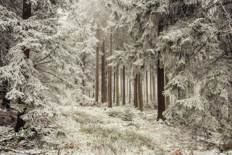 Winterwald – Florian W. Mueller – Photography
